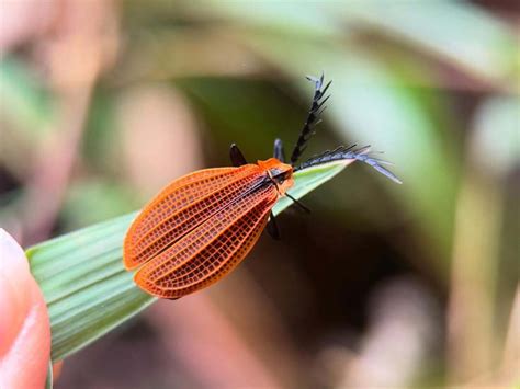سوسک بال‌توری حشره زیبایی که احتمالا ندیده اید عکس