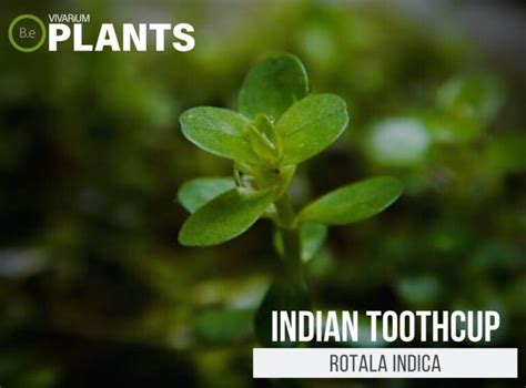 Bucephalandra Spp Buce Plant Plant Care Guide