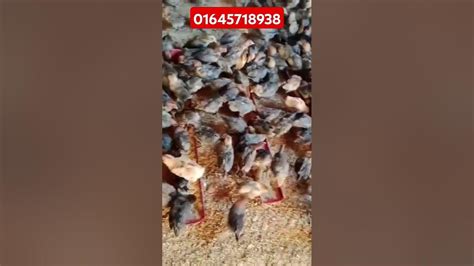 মিশরীয় ফাউমি মুরগির বাচ্চা বিক্রি হবে মিশরীয় ফাউমি মুরগির খামার রাজশাহী Murgirkhamar