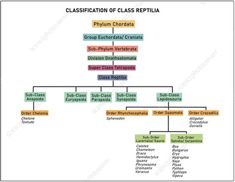 Reptiles Classification Classification Focus On Reptiles Nhbs