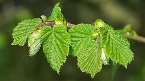 Hazel Corylus Avellana British Trees Woodland Trust