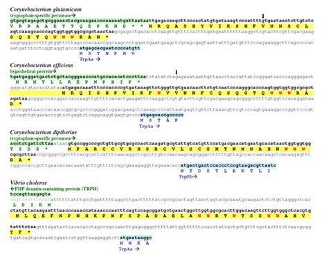 Comparison Of Trpl Leader Regions In Species Of Coryneform Bacteria And Download Scientific
