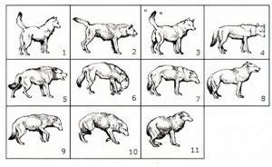 Significado Del Lenguaje Corporal En Perros Zbrain Escuela De Veterinaria