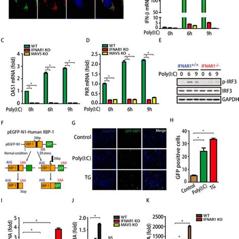 Isg Expression Positively Regulates Ifn β Via Er Stress A Hela