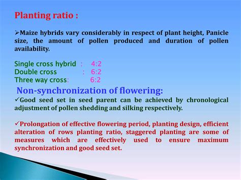 Hybrid Seed Production Technology Of Maize Ppsx