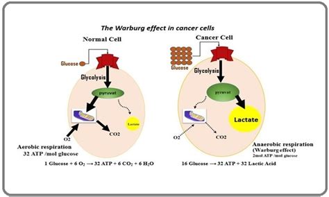 On The Origin Of The Warburg Effect In Cancer Cells Controlling Cancer