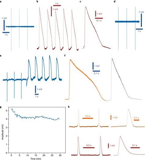 Intracellular Recordings Of Hipscs Rat Primary And Hl 1 Cardiomyocytes Download Scientific