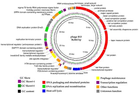 The Bacillus Phage B13 Genome Map Functionally Assigned Cdss Are Download Scientific Diagram