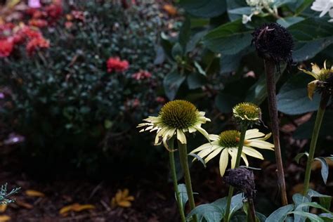 Developing A Theme For Wordpress Using Reactjs Redux And The Wp Rest