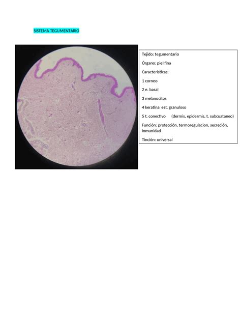 Laminas De Histologia Apuntes De Histología Docsity