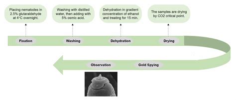 Detection Of Plant Nematodes Based On Morphology Lifeasible