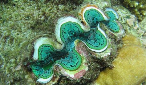 Understanding Giant Clams Taxonomy And Reproduction