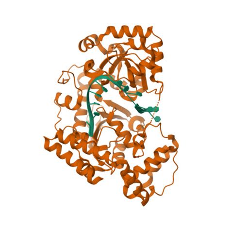 Oligonucleotide Structure