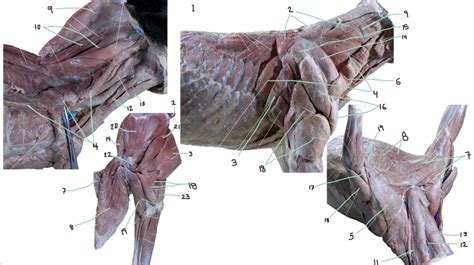 Anatomy Muscle Dissections Diagram Quizlet