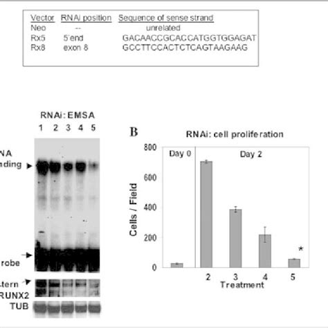 RUNX Regulates Endothelial Cell Proliferation Two RUNX Specific RNAi Download Scientific
