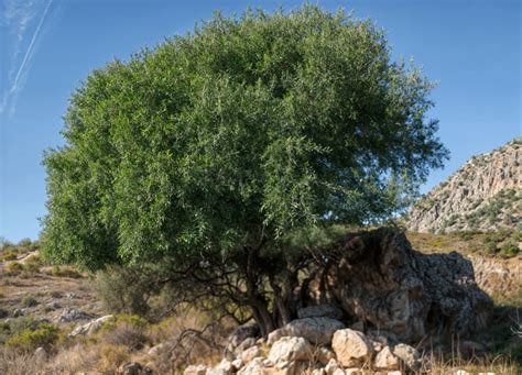 Olea Europaea El Olivo De Toda La Vida