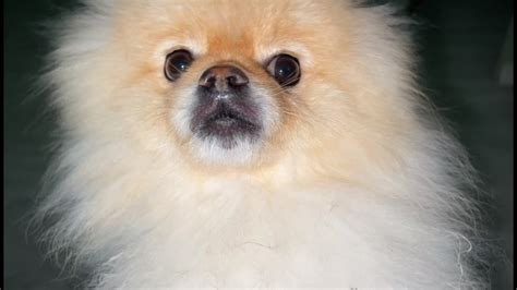 구수구수 발냄새에 질식해보자 포메라니안 유기견입양가족 Youtube