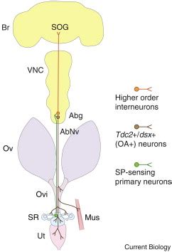 Neural Circuits Anatomy Of A Sexual Behavior Current Biology