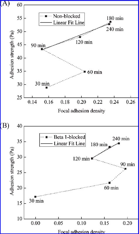 Relationship Between Adhesion Strength And Focal Adhesion Density A