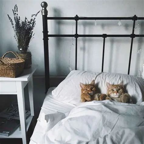 Cutetell Us A Bedtime Story Please Scrolller