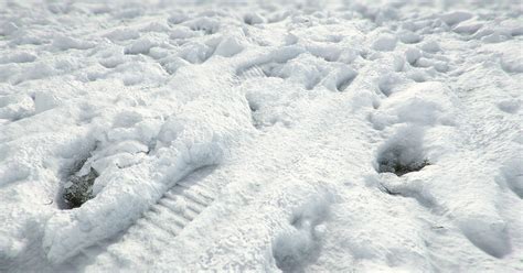 Beast Advanced Tessellation Shader Vfx Shaders Unity Asset Store