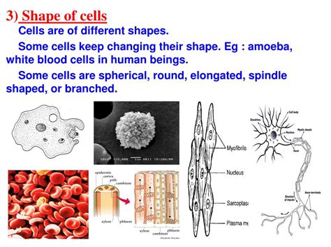 ppt chapter 8 cell structure and functions powerpoint