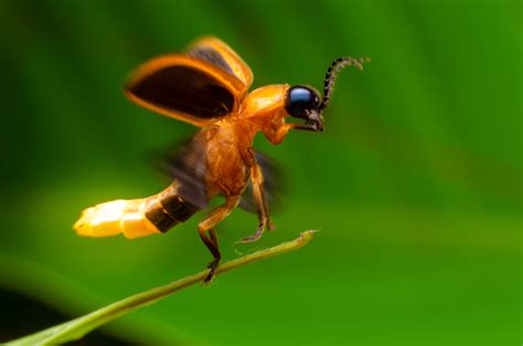 Firefly | Animal Kingdom