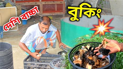 ১ দিনের দেশি মুরগির বাচ্চা বিক্রি দেশি মুরগি পালন পদ্ধতি ।। মায়া বাংলা Bd Youtube