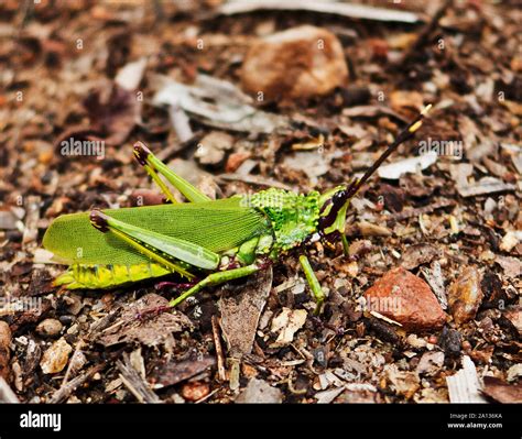 The Taphronota Foam Grasshopper Can Produce An Unpleasant Defensive