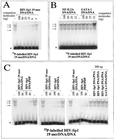 Effects Of DNA PNA And PDP Based Hybrids On Molecular Interactions Download Scientific