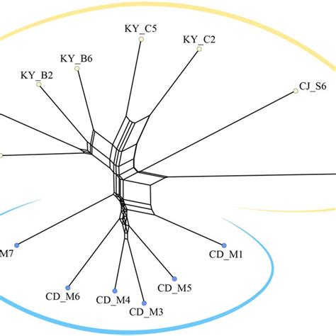 phylogenetic networks constructed by the neighbor‐net method based on