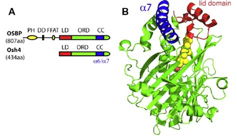 Structure Of Oxysterol Binding Proteins A Diagrammatic Download Scientific Diagram
