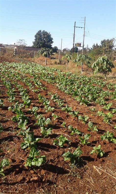 Godzilla Farms Lobamba
