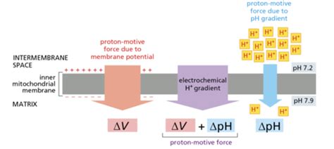 Bio 213 Exam 2 Flashcards Quizlet