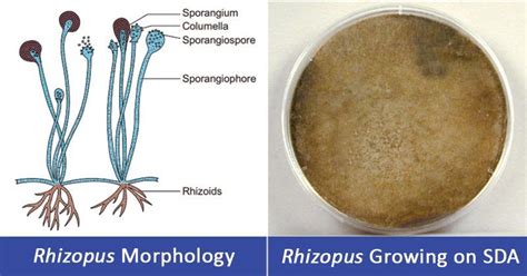 Rhizopus Spp Habitat Morphological And Cultural Characteristics
