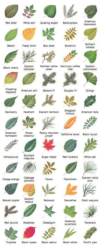 Tree Leaf Identification Identifying Trees Wilderness Survival Tree Leaves Plantation Kraut