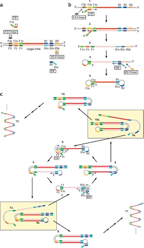 Nucleic Acid Amplification Tests Semantic Scholar