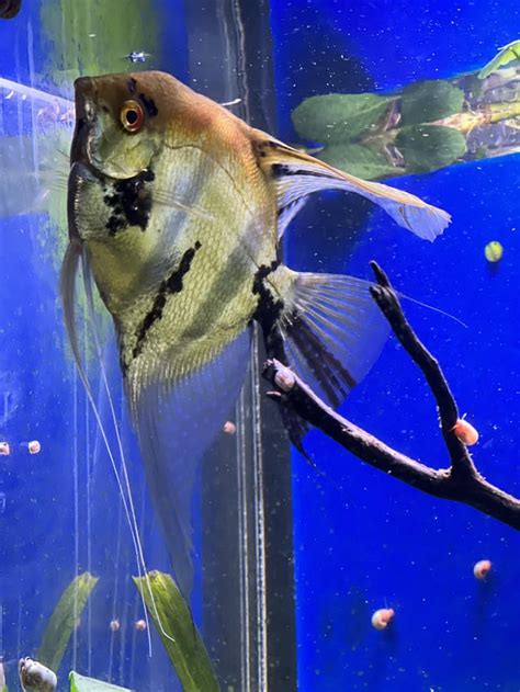 Help Identifying Sex Please Rangelfish Help Identifying Sex Please Rangelfish
