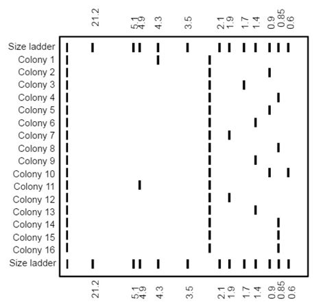 6 Draw A Restriction Map Of The Plasmid That Is Chegg Com