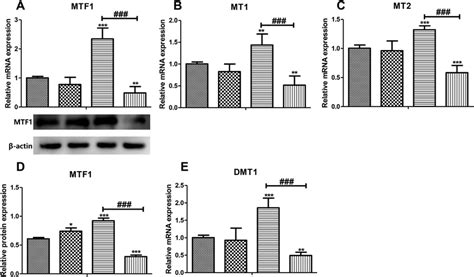 Effect Of Cadmium Cd And Nano Selenium Nano Se On Metal Regulatory