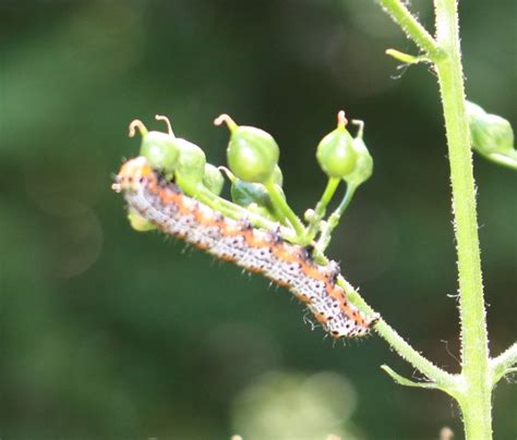 Night Shift Moths In The Garden The Corner Pollinator Garden And Wildlife Habitat