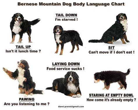 Bernese Mountain Dog Discover 100 Berner Sennenhunds Ideas Dogs