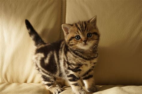 Элитные шотландские мраморные котята