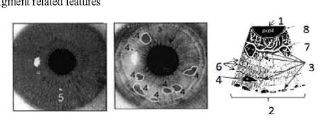 Figure 1 From A Survey Of Attacks On Iris Biometric Systems Semantic
