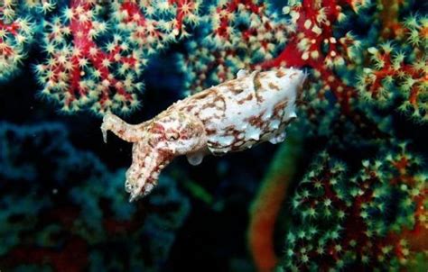 Ubuntu Linux Se Llama Cosmic Cuttlefish Eliezer Molina