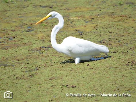 Garza Blanca Aves Argentinas