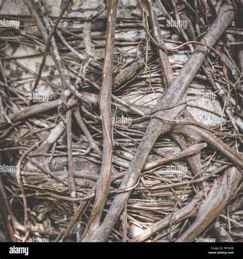 Tree Roots Pattern Hi Res Stock Photography And Images Alamy