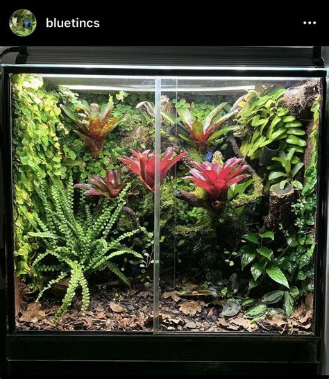 Dart Frog Vivarium Bioactive Vivarium Dart Frog Vivarium Vivarium
