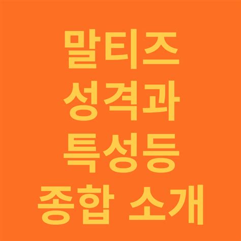 인기 애완견 말티즈 성격과 특징 키울 때 고려사항