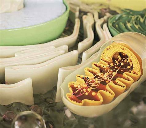 What Is The Role Of Mitochondria In Cellular Metabolism And